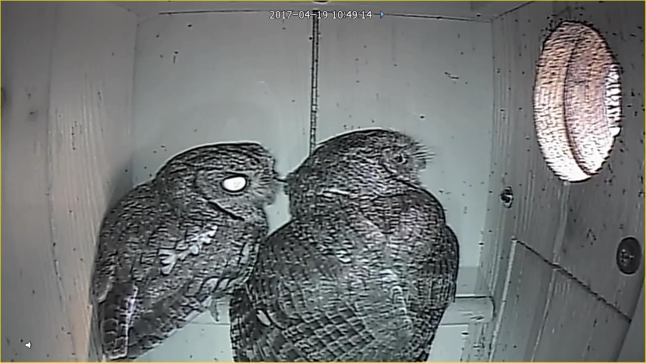 Mr. And Ms. Owl Cuddle - YouTube