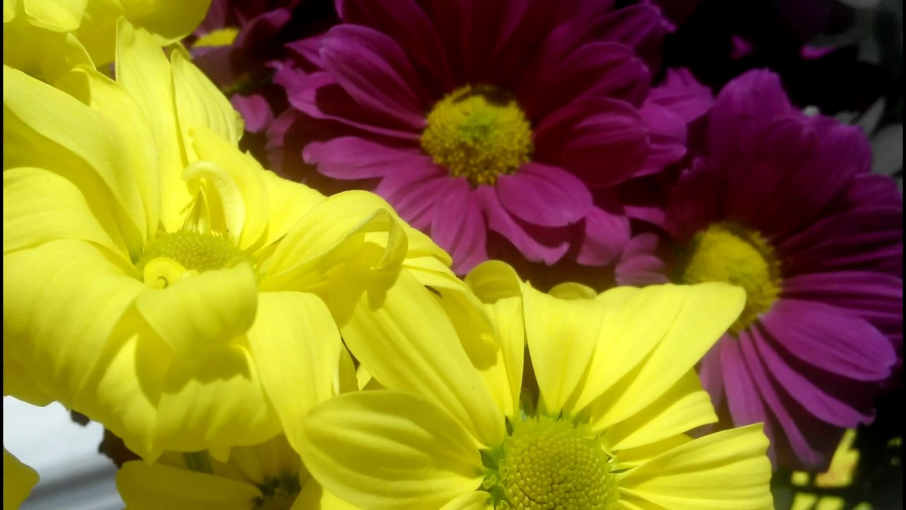 MAY FLOWERS PART 2 - YouTube