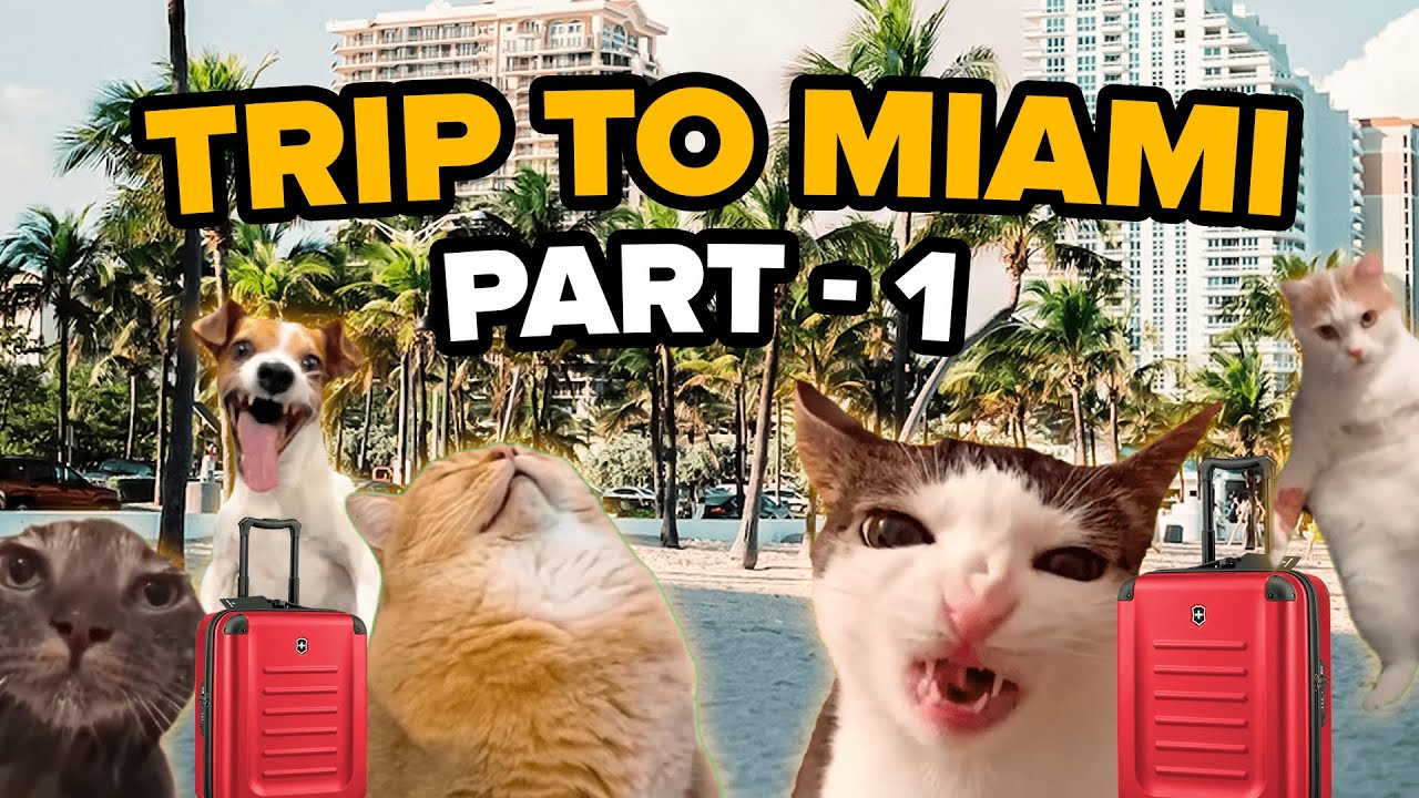 Cat`s trip to Miami | Cat Memes | Part 1 - YouTube