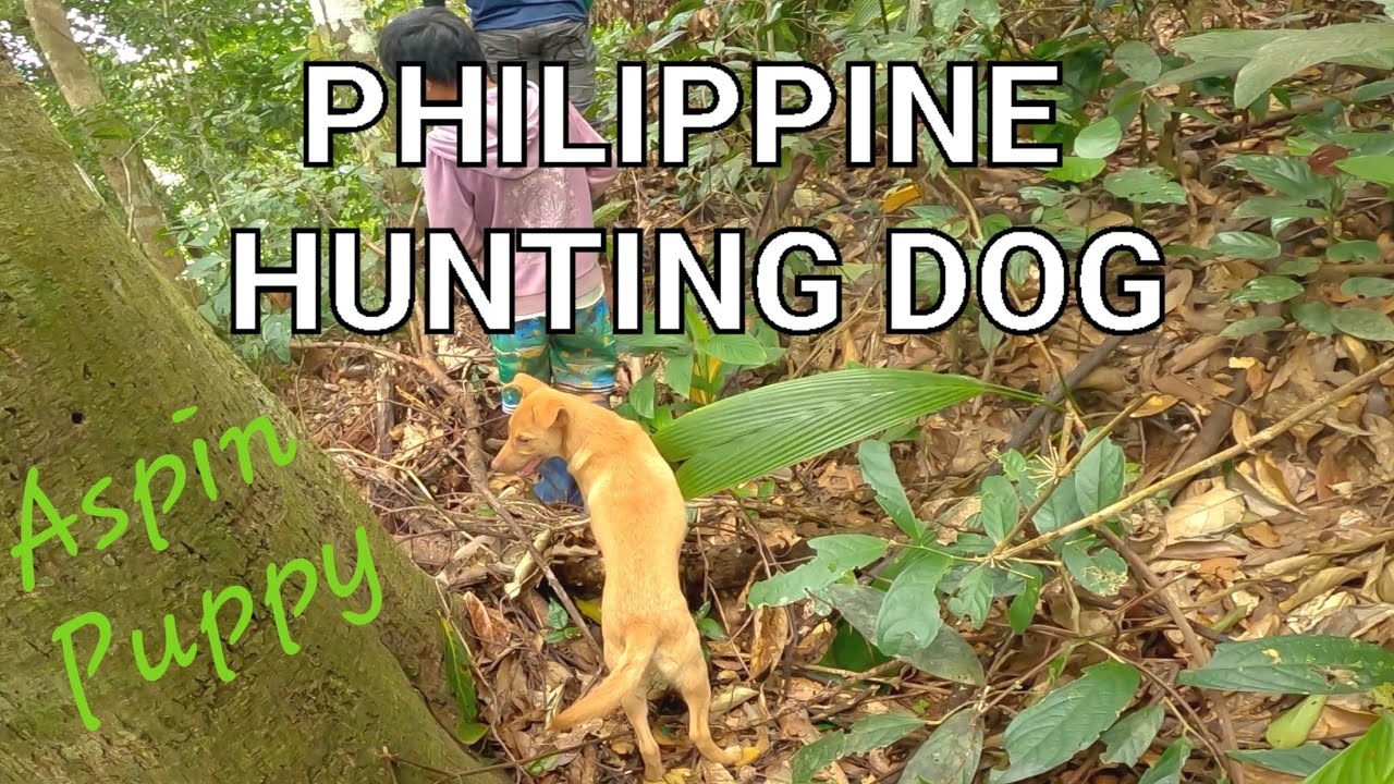 Philippine Native Dog (Puppy) | Hunting Dog | Walking in the Forest ...