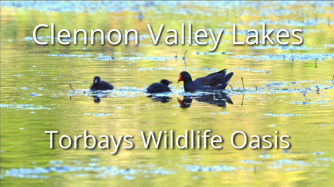 Clennon Valley Lakes, wildlife oasis - YouTube