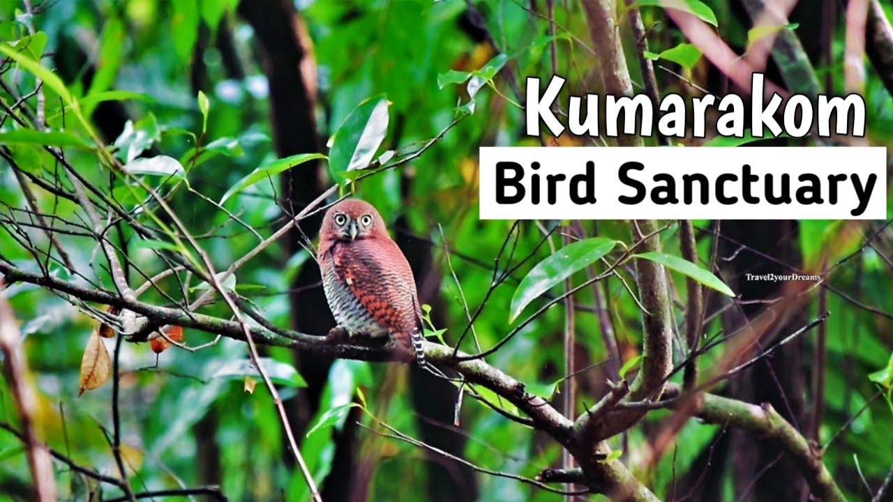 Kumarakom Bird Sanctuary |കുമരകം പക്ഷി സങ്കേതം | Kottayam ...