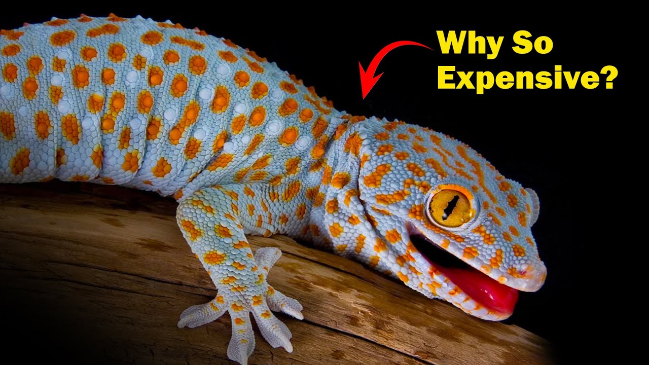 Why Gecko Lizard Are So Expensive? | The Golden Worth of Gecko Lizards ...