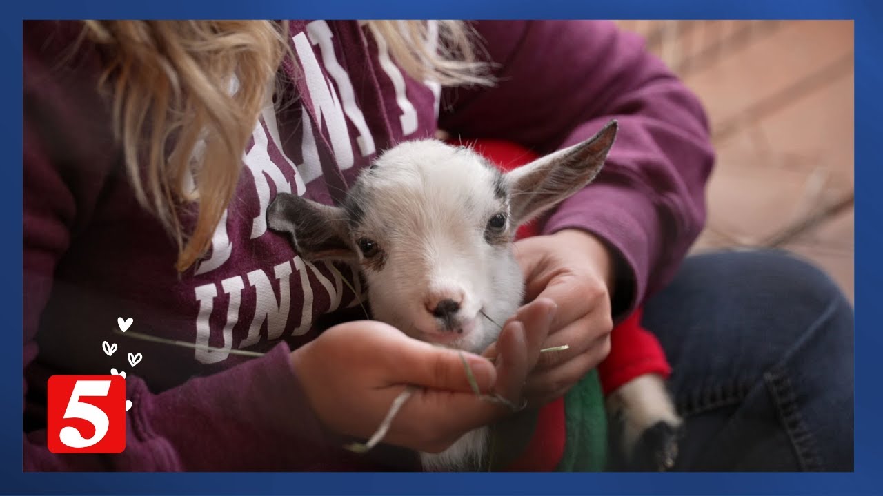 Need something to cheer you up? You can cuddle with baby goats at this ...