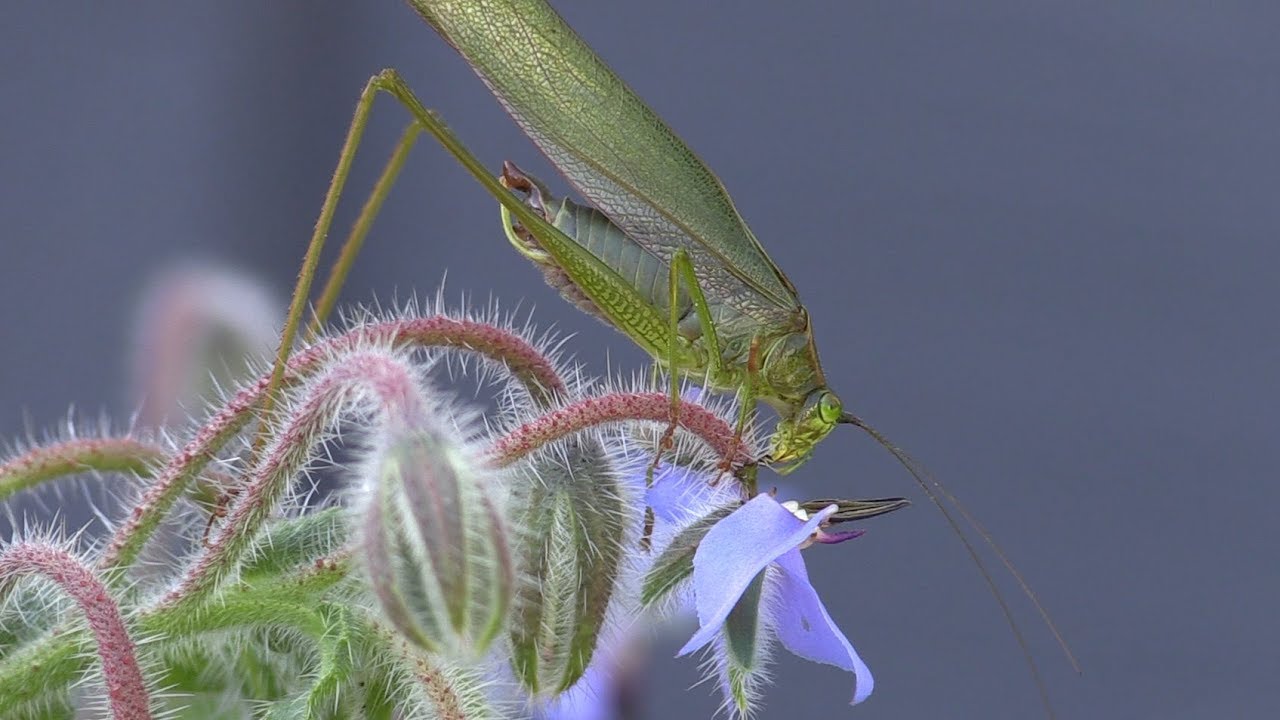 Katydid Eating Borage, & Other Insects in the Yard - YouTube