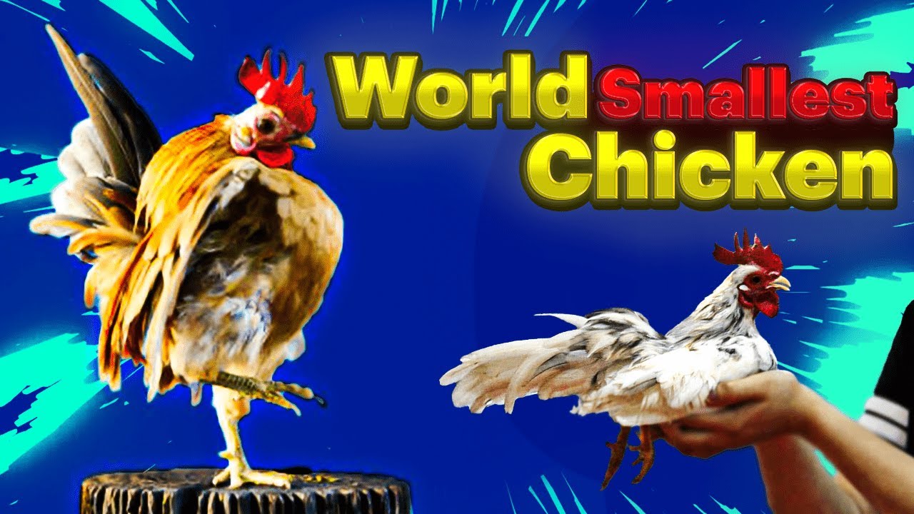 Serama Chicken|Ayam Serama| world smallest bantam chicken breed from ...