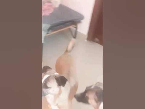 Daily vlog 161/365😂 #minivlog #dailyvlog #dailyshorts #365vlogschallenge #dailylife #dog #dogs ...