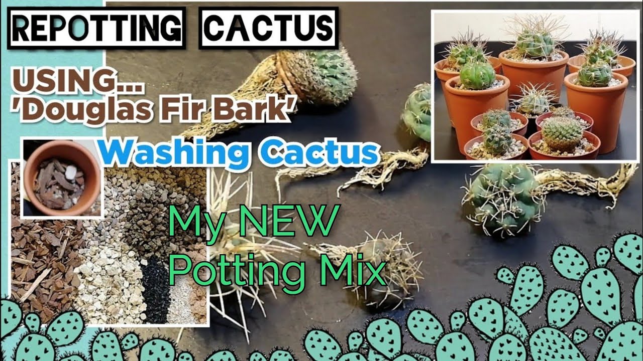 Repotting Cactus Plants using Fir Bark Chips & mineral substrates ...