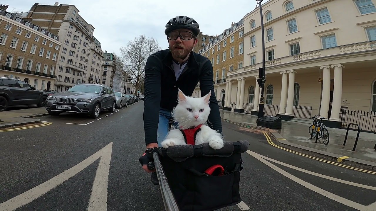 My cat Sigrid stands up to get a better view while on our bike ride ...