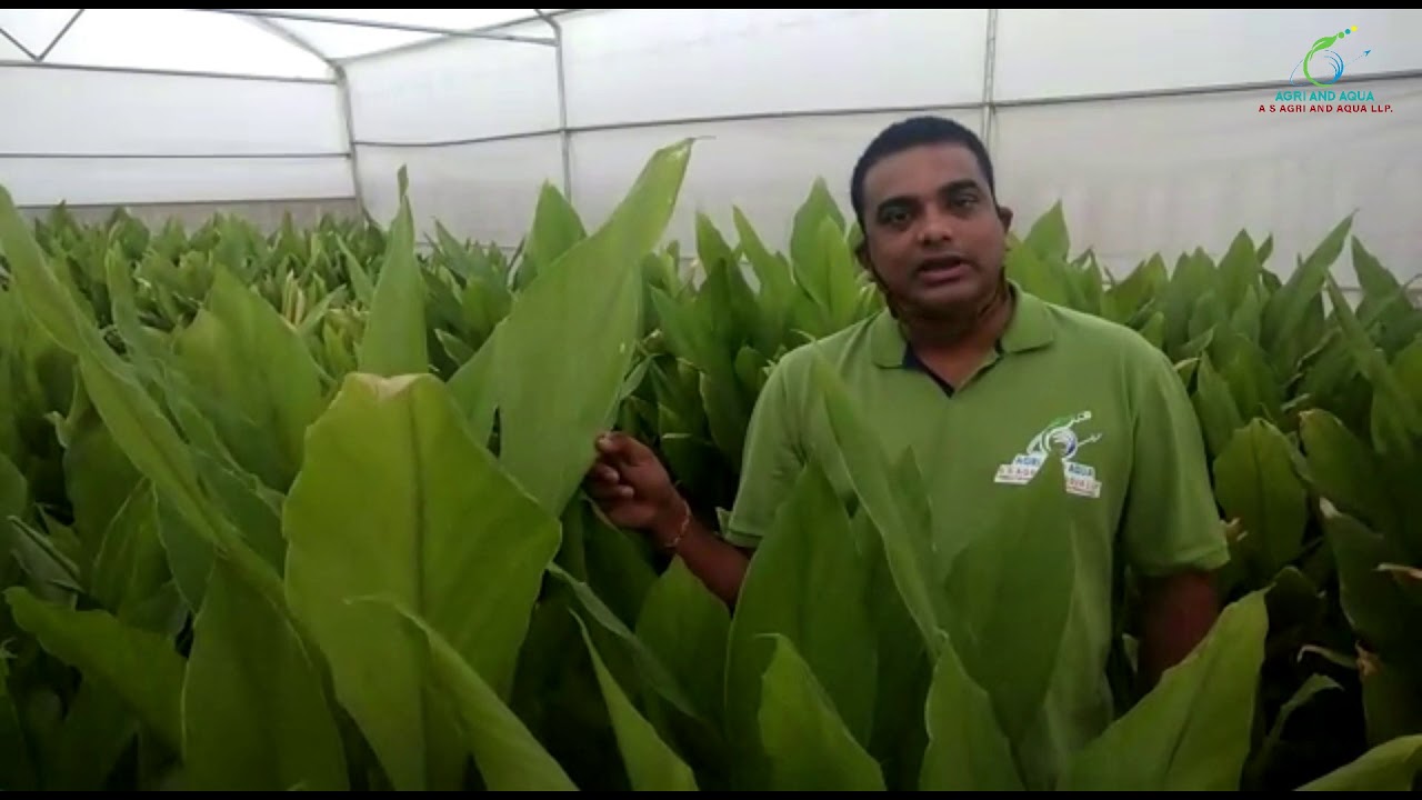 1000 Sq Ft Horizontal Farming 1 - YouTube
