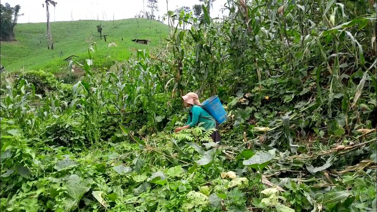 Los tsuag thiab ntais pob kws Los mus tsev - YouTube