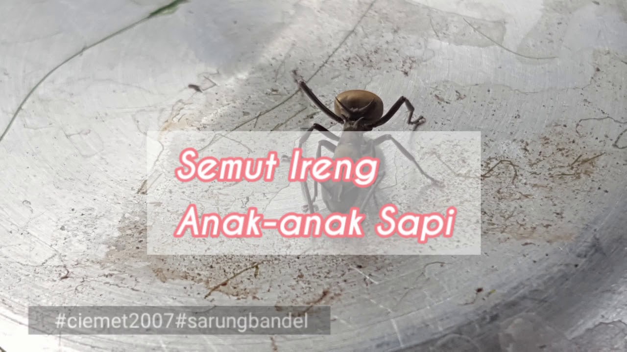 Tembang Semut Ireng | Ki Narto Sabdo Dan Sinden - YouTube