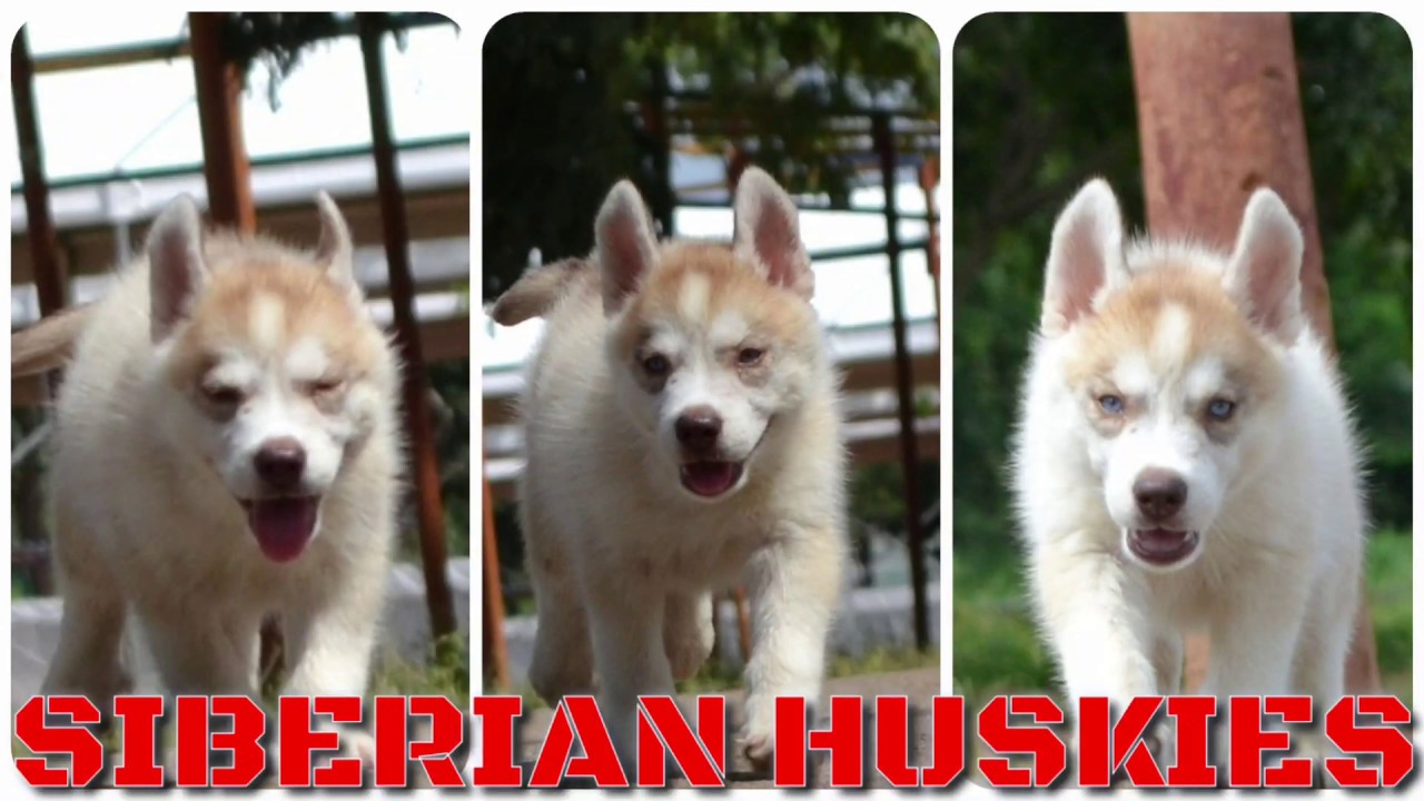 Siberian Husky Puppies. Chukcha. Husky Siberiano. Huskies for Sale in ...