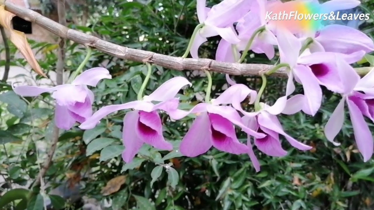 BULAKLAK KAY GANDA/HOW TO CARE DENDROBIUM ANOSMUM/SANGGUMAY ORCHIDS ...