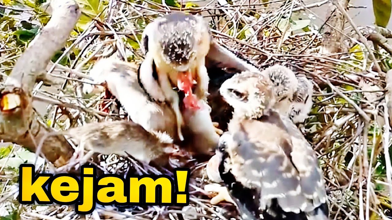 terlalu kejam! anak elang makan tikus - burung elang makan - YouTube