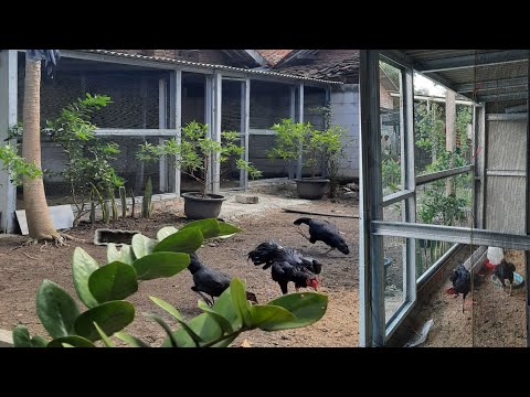 Kandang ayam modern dan awet dari baja ringan