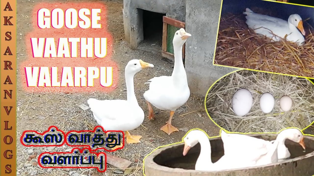 Goose Vaathu Valarpu | Veetil Goose Vaathu Valarpu | Goose Duck | கூஸ் ...