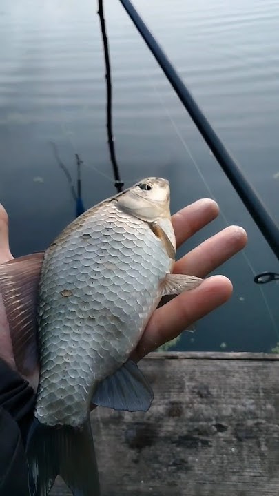 Волшебная рыбалка ! #рыбалка #fishing #nature #лето #красотыприроды # ...