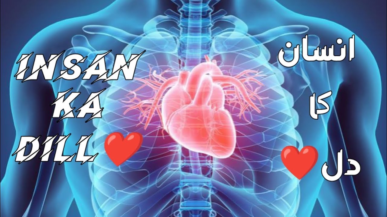 INSAN👬KA DILL ️ - YouTube