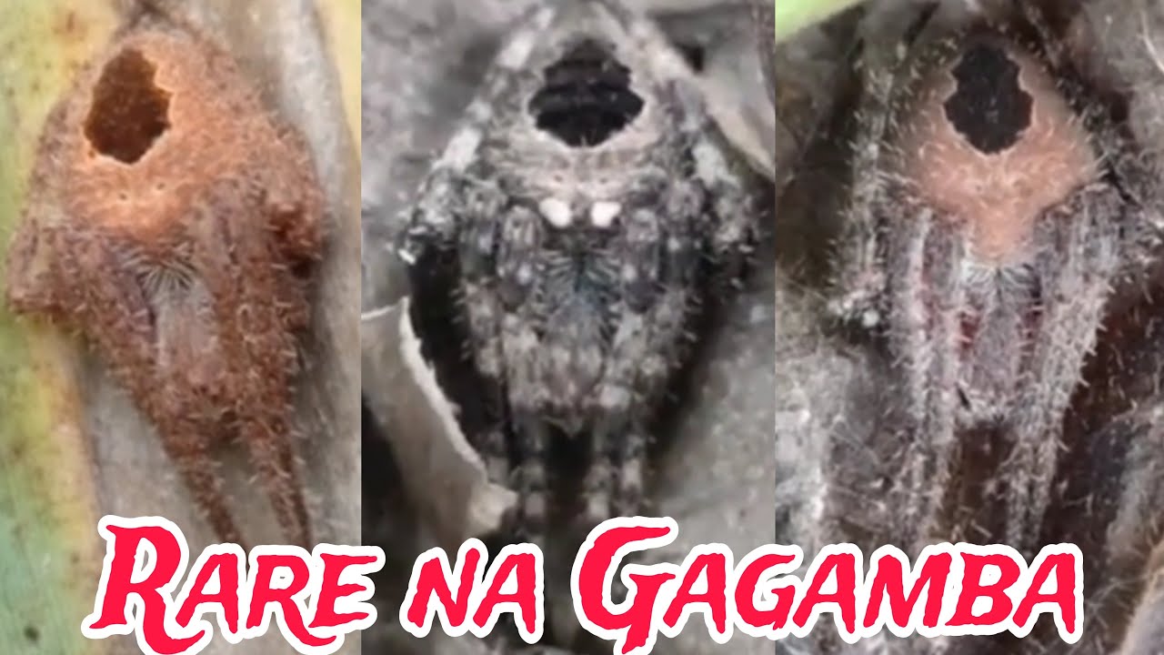 Mga Rare na GAGAMBA/REACTION VIDEO/CEBULINE TV/#trending/#viral - YouTube