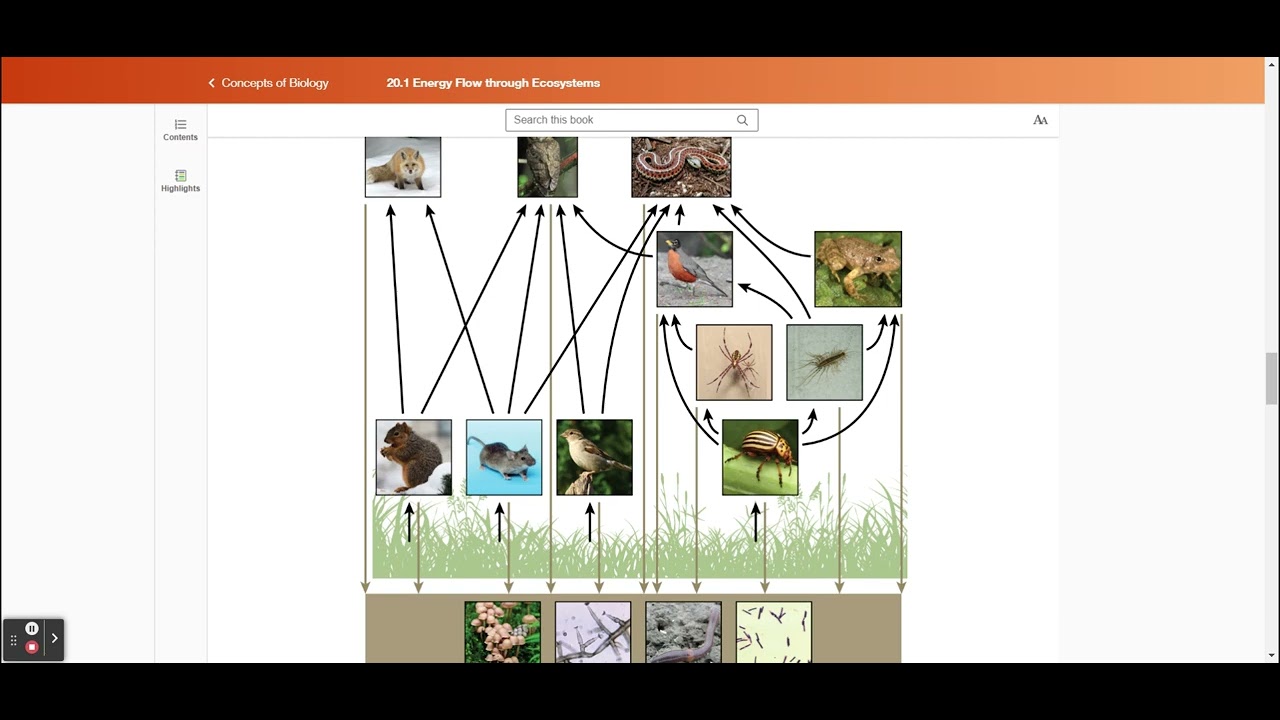 20.1 Energy Flow through Ecosystems - Concepts of Biology | OpenStax ...