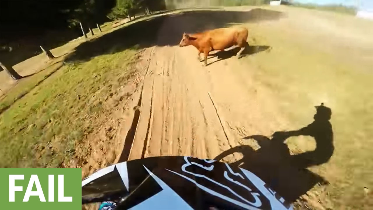 Guy crashes into cow while riding dirt bike - YouTube