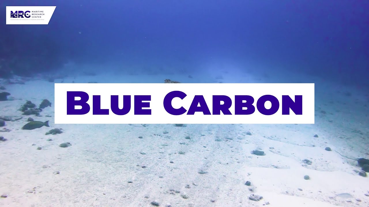 Blue Carbon: A Real Solution for a Sustainable Future - YouTube