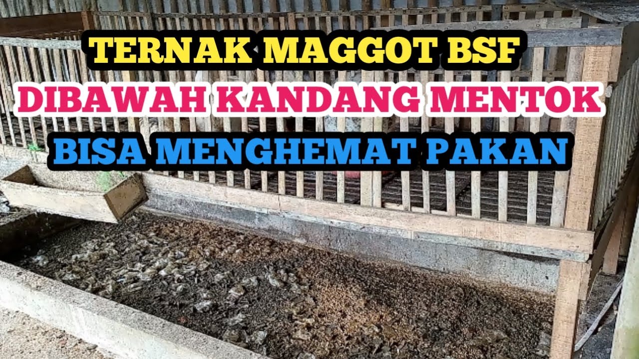 TERNAK MAGGOT BSF DIBAWAH KANDANG MENTOK MENGHEMAT PAKAN - YouTube