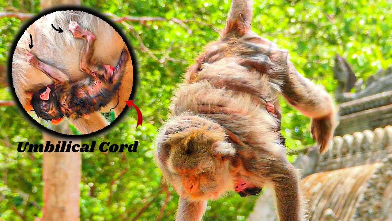 The Newborn baby monkey is still weak...Mother Berry let the baby hug ...