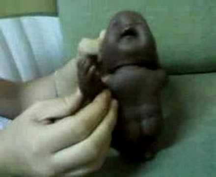 Zenci bebek