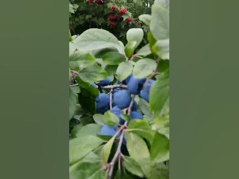 Тёрн крупнее чем слива#дачныйучасток #shorts #короткие_видео - YouTube