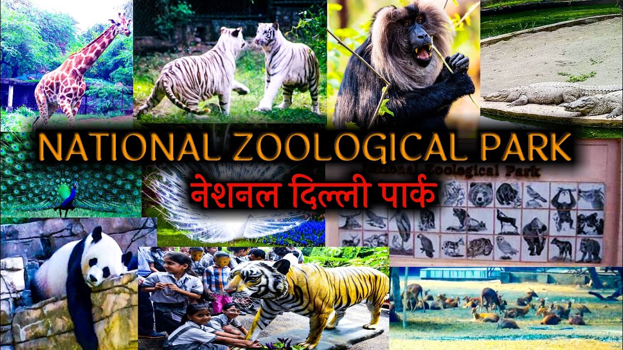 Delhi Zoo- Delhi Zoo All Animals | National Zoological Park Delhi | Kk ...