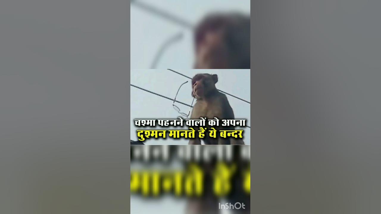 चश्मा पहनने वालों को तो अपना दुश्मन ही समझते है वृंदावन के बन्दर😥