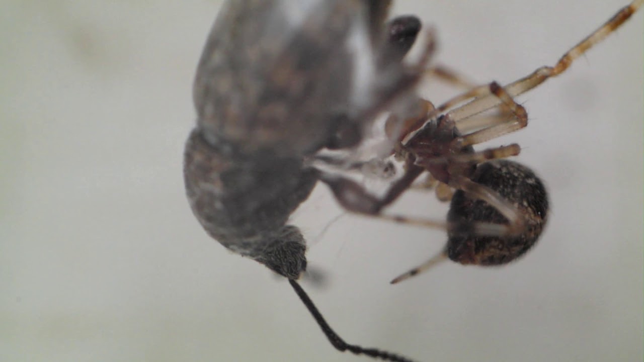 Spider VS Bug - YouTube