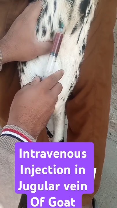 Intravenous injection in jugular vein of goat ll How to give IV route injection in goat - YouTube