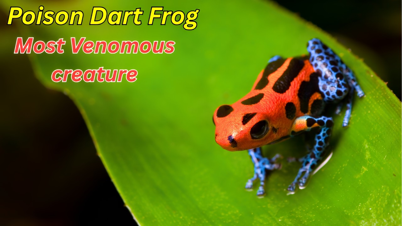 Poison Dart Frog: Unveiling The Vibrant Truths of This Toxic Jewel ...