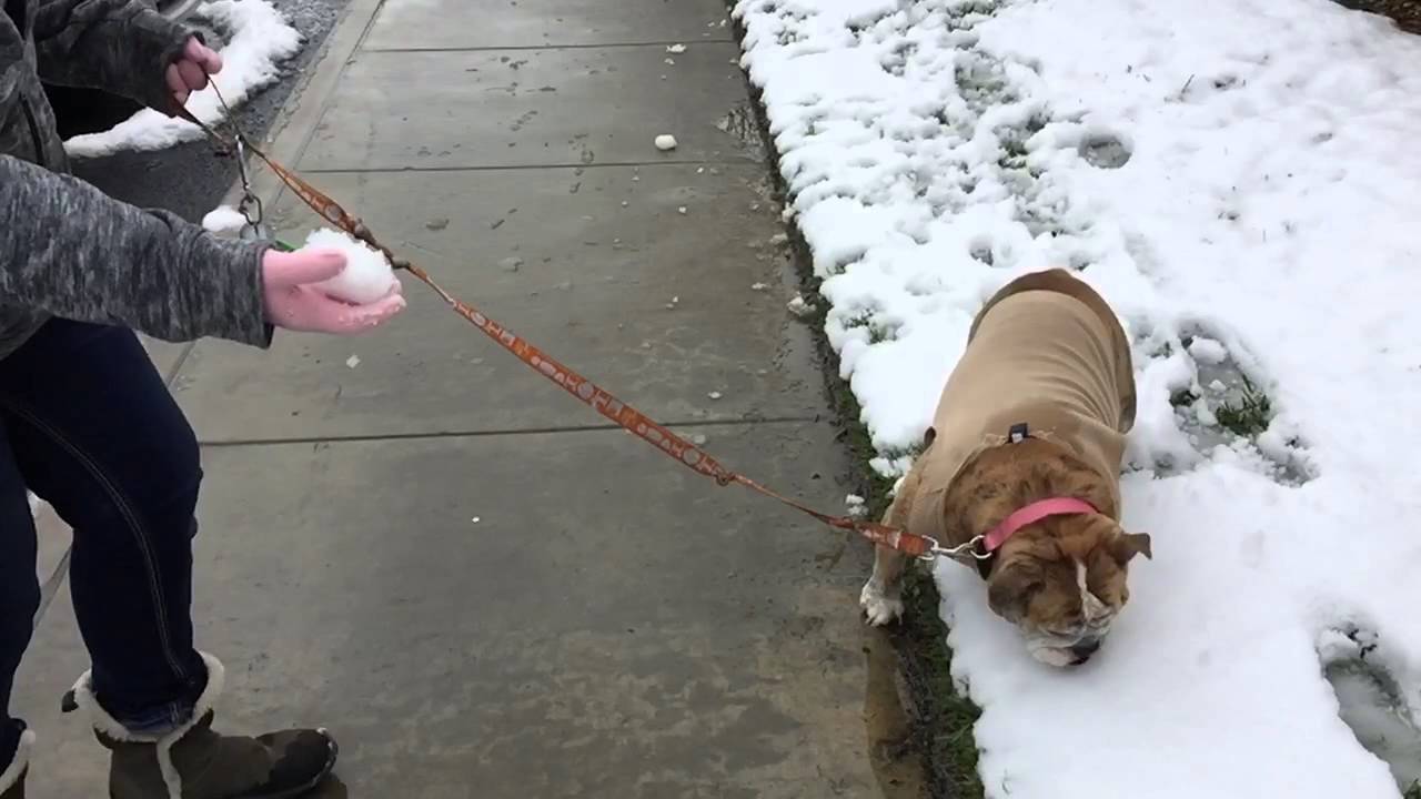 Lucy the Bulldog catching snowballs in slo mo - YouTube