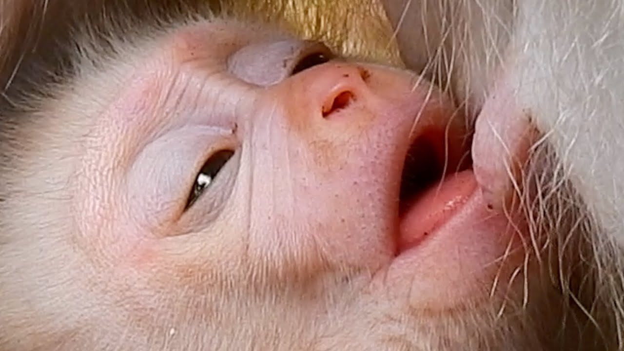 Oh Nice ! Very Tired No Milk Enough For Lovely Baby Monkey Leo I So ...