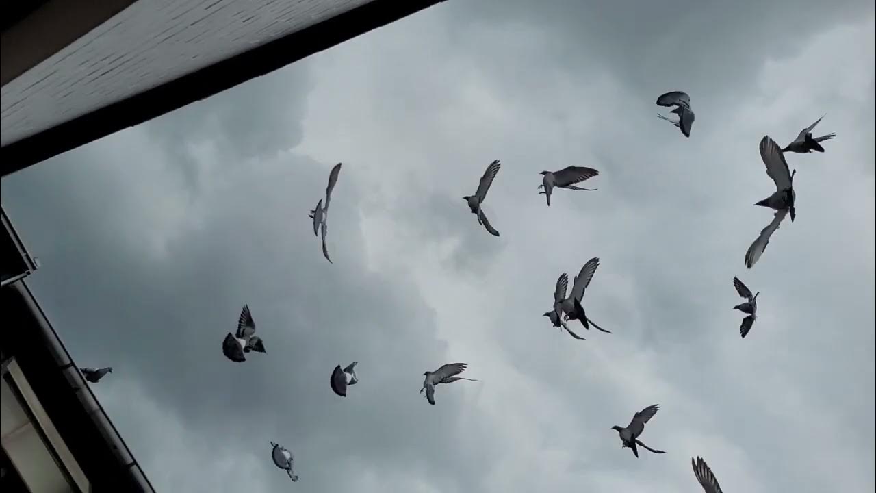 Gegenwind im Zeichen des Klimawandels? Der 5. Preisflug. - YouTube