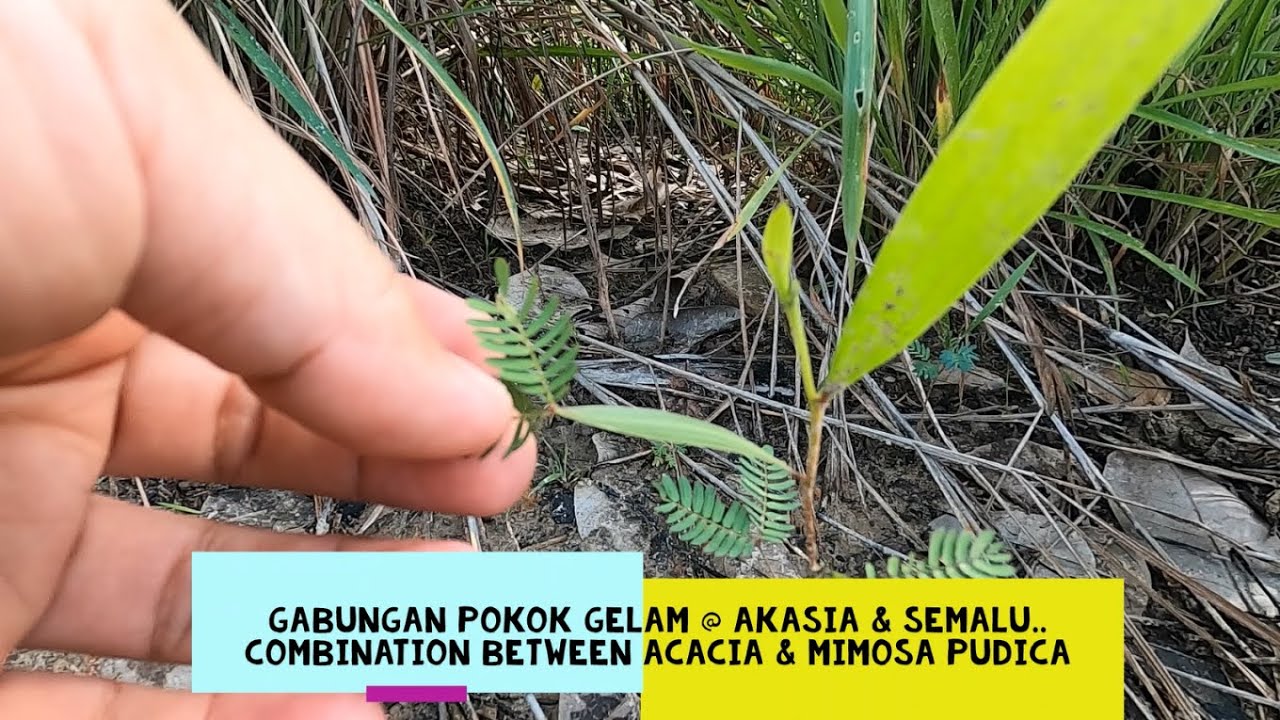 [Eng Sub] pokok apa ini? Gelam @ Akasia + semalu! pelik, unik & ajaib ...