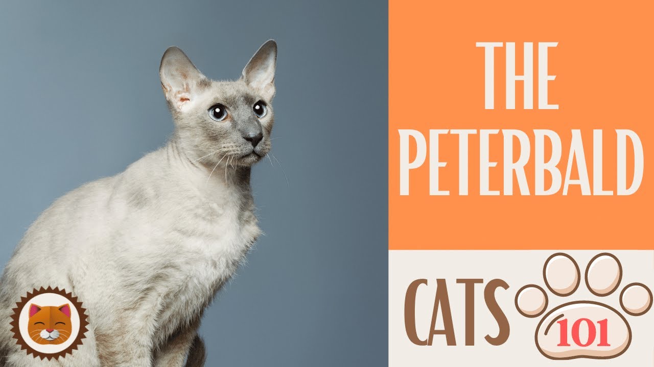 Cats 101 Breeds