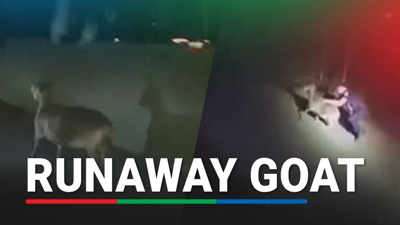 Bodycam shows police chasing runaway goat on US highway - YouTube