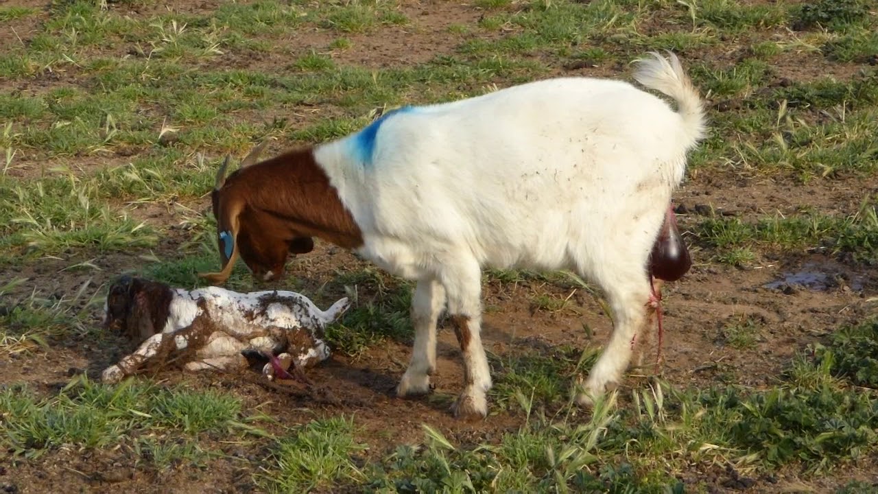 Maiden Boer Goat doe displaying outstanding mothering abilities - YouTube