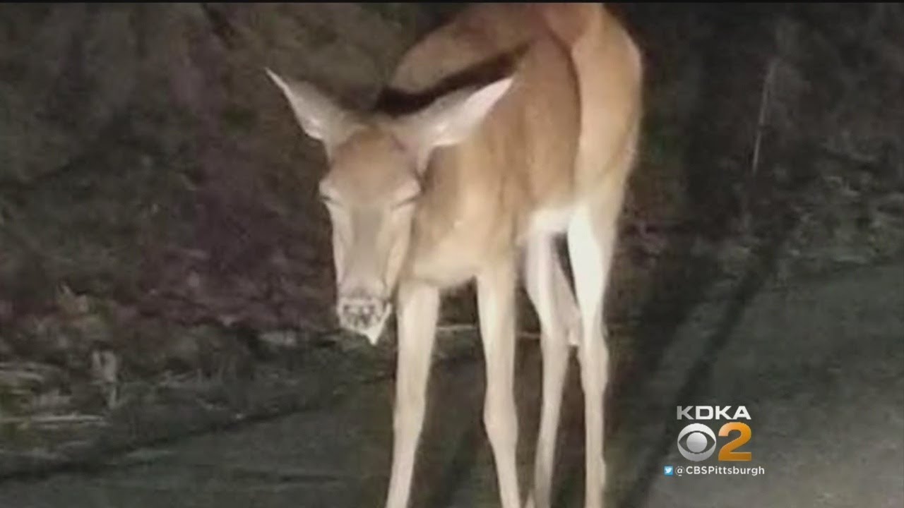 Experts Expect High Number Of Deer Deaths Caused By EHD - YouTube