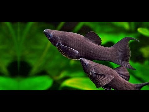 molly fish and different shark - YouTube