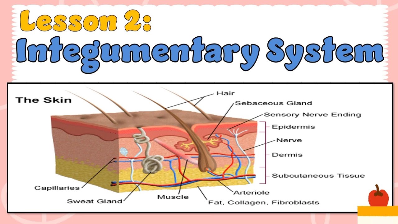 INTEGUMENTARY SYSTEM | 2ND QUARTER | GRADE 6 | SCIENCE 6 | GENERAL EDUCATION - YouTube