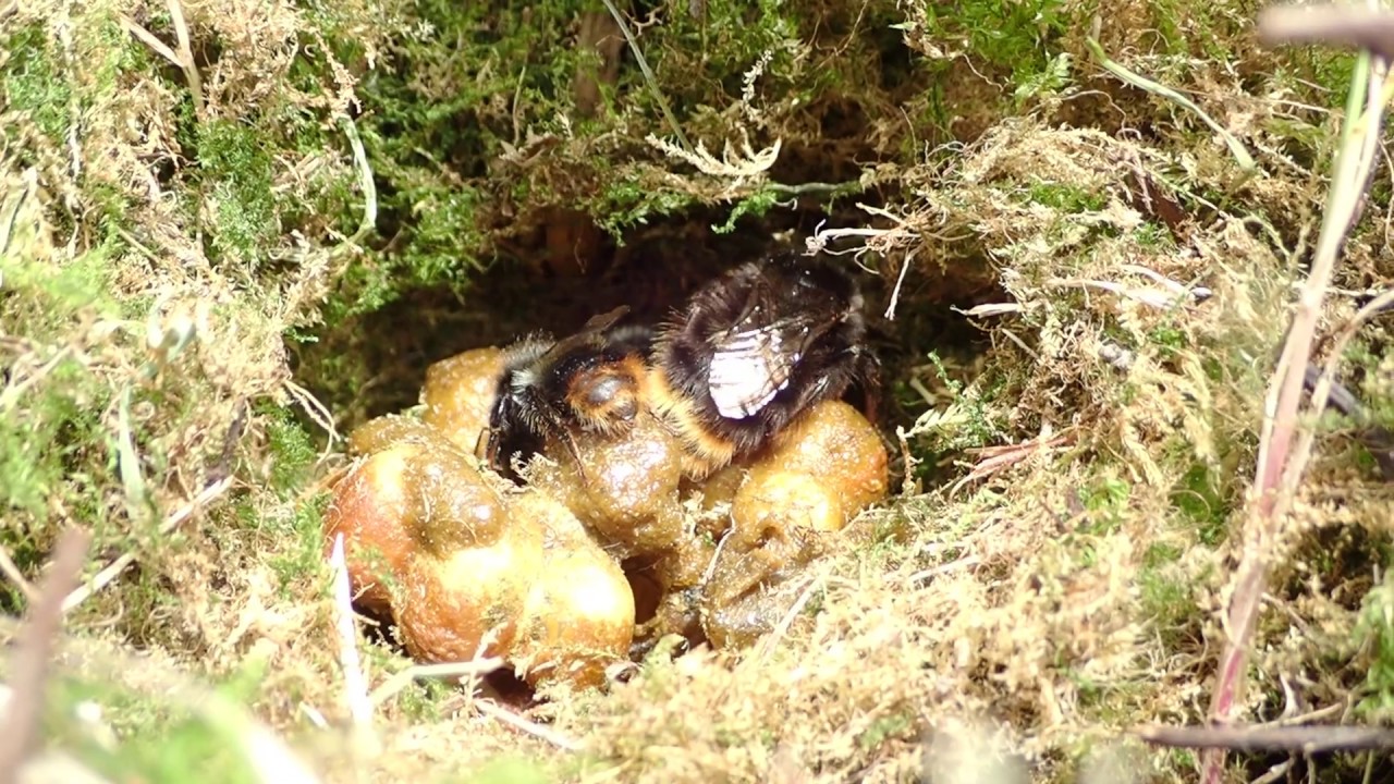 Grashommel - Bombus ruderarius - YouTube