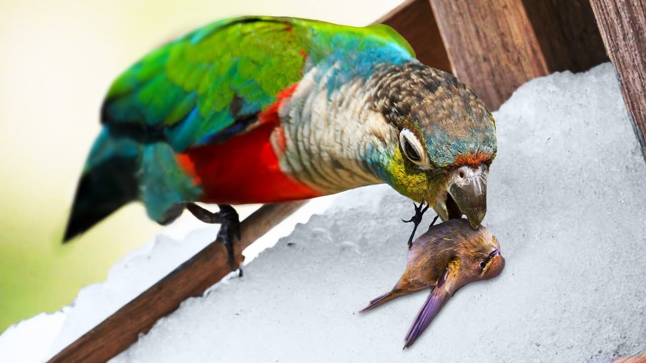 BIRDS ON THE HUNT! - YouTube