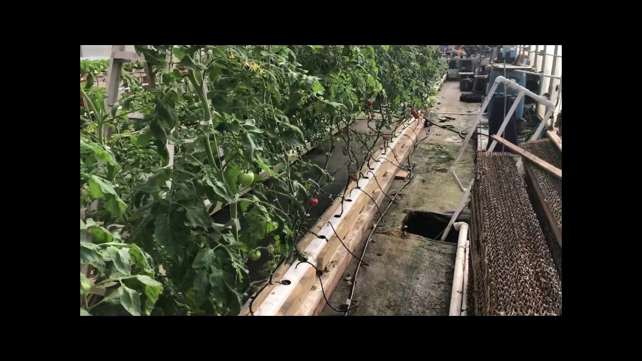 Hydroponic Rain Gutter Tomatoes - YouTube