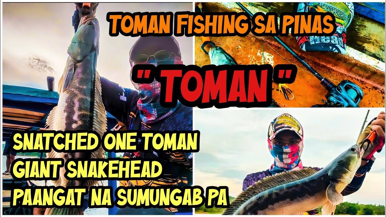 Toman fishing sa Pilipinas, yung paangat na ang lure nasungaban pa ...
